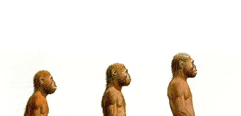 How many types of hominids are there? | Cultura 10