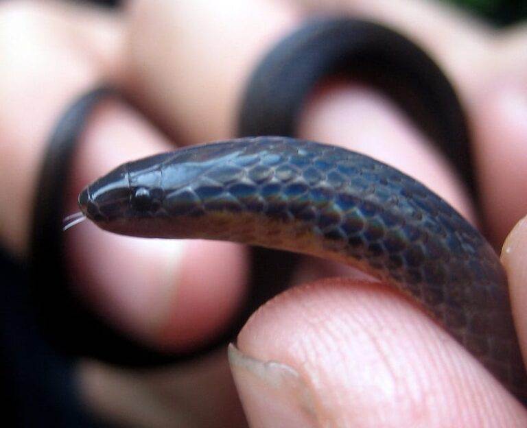 La diferencia entre serpiente, culebra, y víbora