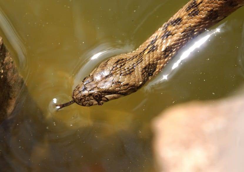 La diferencia entre serpiente, culebra, y víbora